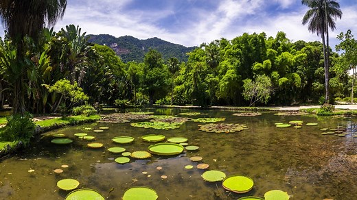 The Different Types Of Vegetation In Rio De Janeiro
