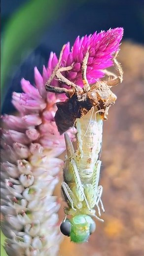 Exuviae to Flight: Documenting the Dragonfly Molting Sequence
