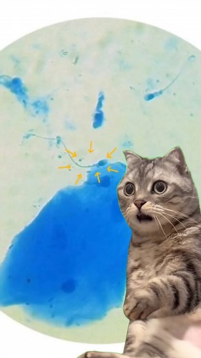 Hilarious Lab Meme: Unraveling Epithelial Cells of a Macho Alpha