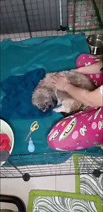 135K views · 1.3K reactions | birth @ home Full videos nasa chanel po ng pamilya https://youtu.be/nCG049v7cew #Mamalucky | My Shih Tzu Family Page | Facebook