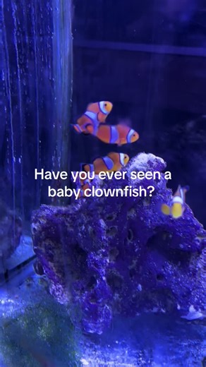 Discover the Fascinating World of Baby Clownfish