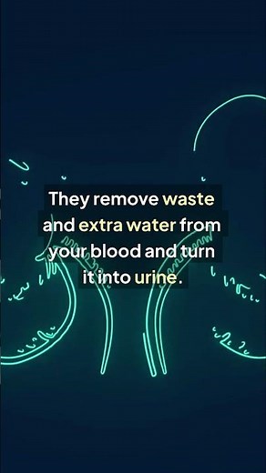 What Are Kidneys | Urology In Plain Language