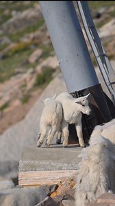 9K views · 772 reactions | Mountain Goat kids get the lay of the land on Beartooth Pass last summer. The herd was hanging on a sunny slope by the supports for the ski lift... | T. Lyn Neufeld Photography | Facebook