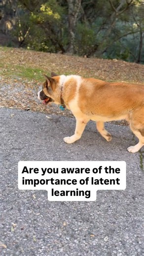 Latent learning is one of the most misunderstood—and most powerful—concepts in training. Not all learning shows up immediately. Some of the most important learning happens quietly, beneath the surface, without any instant change in behavior. That’s latent learning. The dog takes in information, but the behavior doesn’t fully emerge until later—after the brain has had time to process it. This is exactly why I crate dogs after a formal training session. When training ends and the dog is placed int