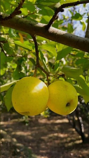 Golden Delicious Apple on the Tree 🍏✨ | Pure Orchard Beauty
