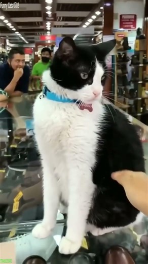 Funny Cats 2025 🐱 kitten meowing 😻 # #6925