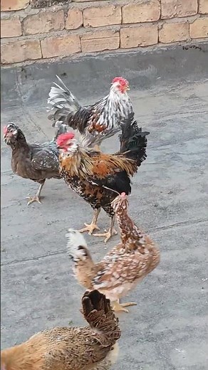rooster mating chicken