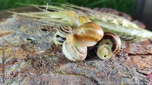 yellow brown snails. Couple of grape snail slowly creeping on wet wooden twig with moss in the dark forest. Nature life. Snails crawl along the green grass among the leaves of trees.