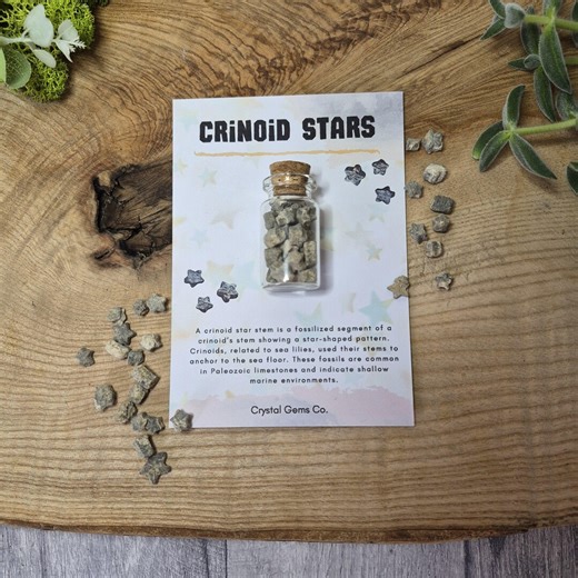 Crinoid Star Stems Fossils - Etsy Canada