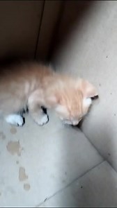 16 reactions | Caso externo urgente  Ayuda Ayuda AYUDAAAAA  Tan pequeños y encontrados en la basura   Una persona los encontró y de inmediato los salvó  Están bajo buen resguardo  pero ya tiene a su haber otros Rescatados que aún no son adoptados  Urgente  Se busca hogares responsables para estos preciosos ❤️ Comunícate al 0939624408 | Adopción Animal Guayaquil - AG | Facebook