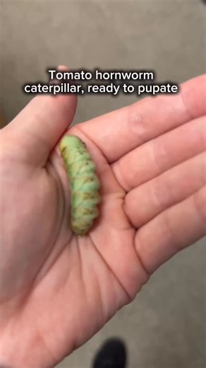 We all learn about the monarch butterfly life cycle and how the caterpillar turns into a chrysalis and then into a beautiful butterfly. But not everyone knows that a lot of insects go through that same process of complete metamorphosis — flies, beetles, and moths to name a few. The process of turning into a pupa, or the resting stage between the larva and adult, can look very different depending on what type of insect you have. Here is an example of a tomato hornworm caterpillar turning into a p