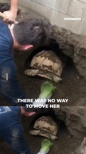 When the firefighters were told that their dog was trapped, they considered all the possibilities, except that its captor was an African tortoise. | The Kiwi
