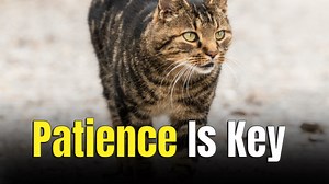 10 Things to Know Before Getting a Cat