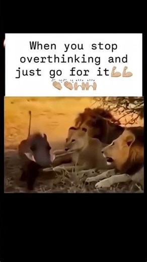 Pumbaa knows what’s up