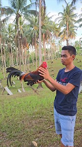 9 OF 16 HEADS WERE GILMORE CROSSED GOING TO DAVAO. PERSONALLY SELECTED BY SIR IDOL JON! Disclaimer: No animals were harmed in this video. For breeding purposes only. Not for illegal use! #passion #TatakExcellence #AlagangExcellence #SubokNaMagaling #AlabNgSalto #TindigKaSalto #SaltoFeeds #fbreels #fbreelsvideo Mountainville Gamefarm | Louie Escuadro