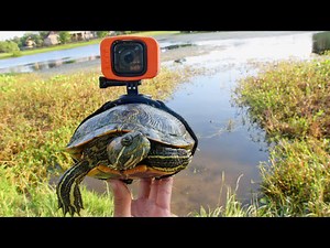 Man straps GoPro to a turtle and gets some incredible footage