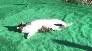 Come fa yoga Annette, nessuno al mondo 🧘🏻‍♂️🧘🏼🧘🏼‍♀️ | Oasi dei mici felici onlus