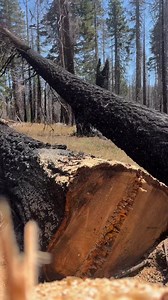 2.8K views · 18 reactions | Rrreeeegguullllaaaattooooorrsss….mount up!#iykyk 酪 . . #Repost from @sierra_nevada_timber.Lay ‘em down line ‘em up . @baileysonline #treeclimber #forestry #trees #logging #logginglife #snaggin #roadwork #hazardtree #nightnight #chopchop #wood #stihl #chainsaws #hotshaws #stihlchainsaw #forestwork #fun #allsmiles | Bailey's Outdoor Power Equipment | Facebook