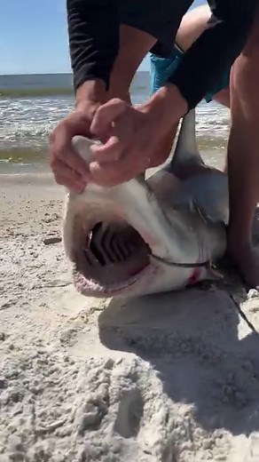 Dehooking a shark by hand! #floridaman #fishing #fishingislife | Coastal WorldWide