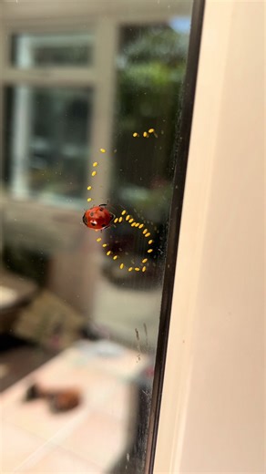 EverestLassie on TikTok