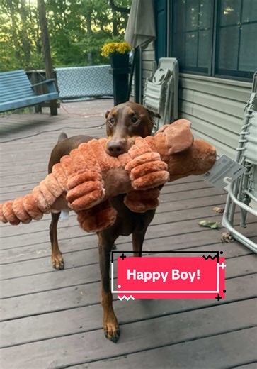 Pamper Your Dog with the Best Toys