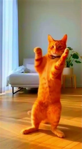 🎧 Dubstep Cat🎶 #dubstep