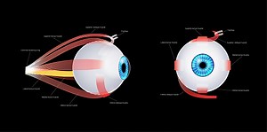 Extraocular muscles anatomy. Structure of the human eye infographic....