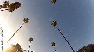 Driving With Camera Looking Up At Tall Palm Trees With Sun Flare
