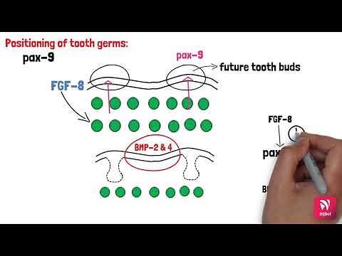 Histophysiology and Molecular Aspects of Tooth Development by Bijbol Dental Library
