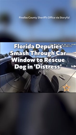 5.5K views · 67 reactions | Florida Deputies Smash Through Car Window to Rescue Dog in 'Distress' | storyful | Facebook