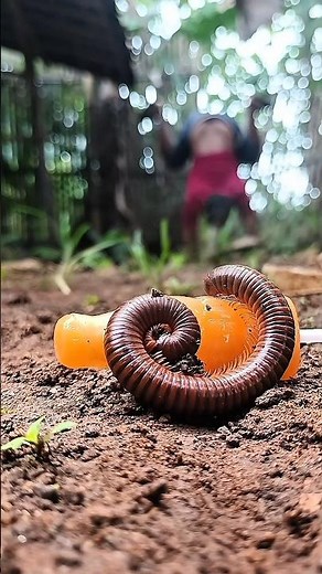 The millipede curled up in joy after I gave it an orange candy.