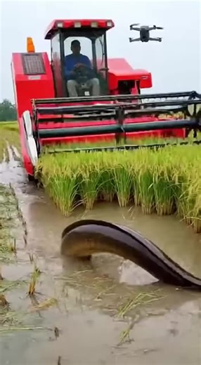 Harvester rice VS Eel 5 Ultimate showdown for farmers #shorts #myfarm #farming #agribusiness