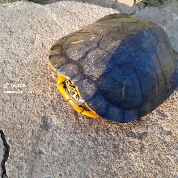 Explore the Unique Turtle with Textured Shell