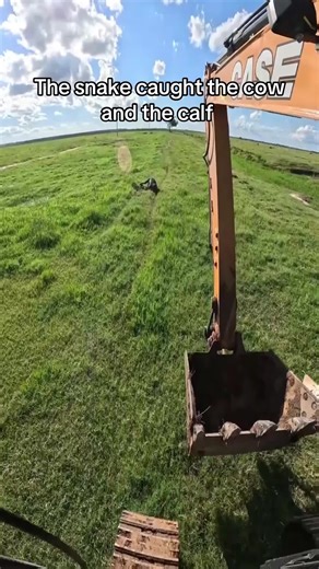 #cow #excavator #respect | gopher snake