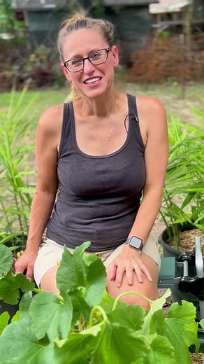 Staking up my zucchini squash plants and picking out a vine borer! Ewww! #vineborers #gardentips #containergarden #growyourownfood #vegetablegarden #growingfood #gardeningtips #gardening #squash #sustainability #backyardgarden #urbangarden #zone8b #gardening #gardener #organicgardening | Perkyplantparent