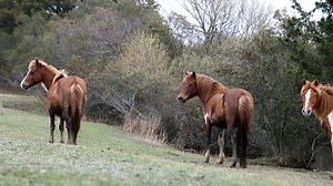 Spring Roundup of the Northern Herd | DSC Photography