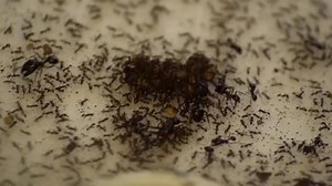 Scientists say 20 quadrillion ants are crawling on Earth