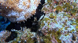 Bizarre Sea Cucumber