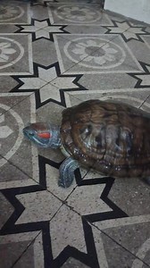 Exotic turtle #reelsviralシ #videos #facebookpost #turtle #hilights #follower #highlightseveryone | Sudipta Chatterjee