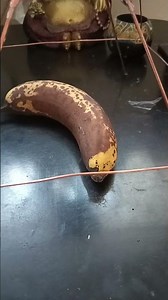 The power of a pyramid. 1st test with copper pyramid to see how well it can preserve food!