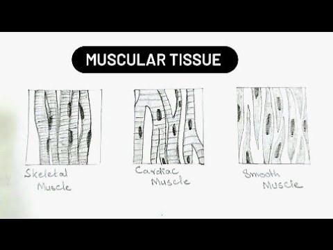 How to draw Muscle tissue | skeletal muscle | smooth muscle | cardiac muscle | diagram