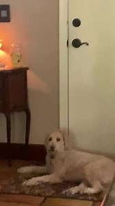 Watch Pool vacuum on Amazon Live