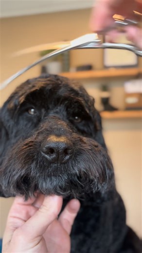 2.6K views · 14 reactions | ASMR pooch  | Southernhay Dog Grooming - Newton Abbot | Facebook