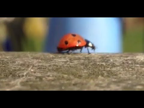 LadyBird makes hilarious sounds