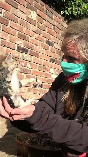 So many kittens inside a ROCK!