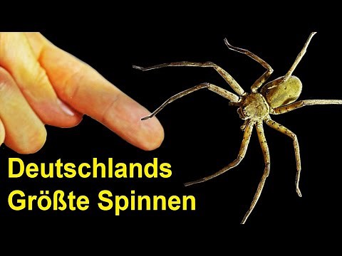 Wie groß können die Spinnen in Deutschland WIRKLICH werden?