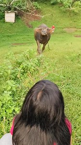 13M views · 617K reactions | Ang saya saya ng ating bida na si jewel Kasi nakabalik na ulit Ang bff Niya Hindi naman pala magtatagal Ang best friend Niya Doon,tulad ni jewel gusto din ng tatay Niya makasama Ang kalabaw na katuwang Niya sa bukid dahil namiss din Niya ito kaya may pa surprise Ang jewel na yarn walang iba kundi Ang mahiwagang saging | Jay-ar Moldez Daung | Facebook