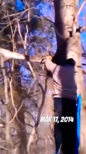 "King of Firewood" Is up a ladder safely cutting dead/dry oak branches with Stihl chainsaw for mom's wood stove. #firewood #jpf #cuttingwood #stihl #stihlchainsaw | Joe's Premium Firewood