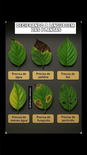 decifrando a linguagem das plantas