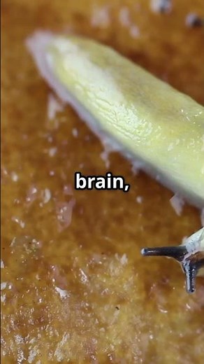 Slime Mold: The Brainless Maze Solver! #funfacts